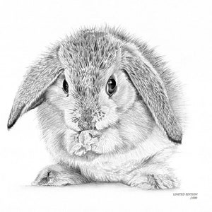 Lop Eared Bunny Rabbit Bunnie (no.5) Art Drawing Prints A4/A3 Size ...