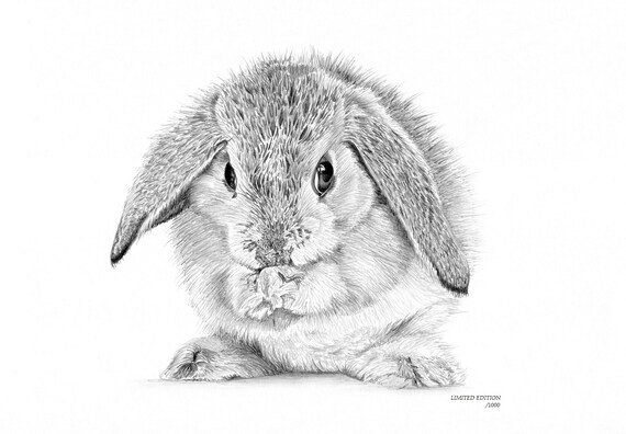 Lop Eared Bunny Rabbit Bunnie no.5 Art Drawing Prints A4/A3 - Etsy UK