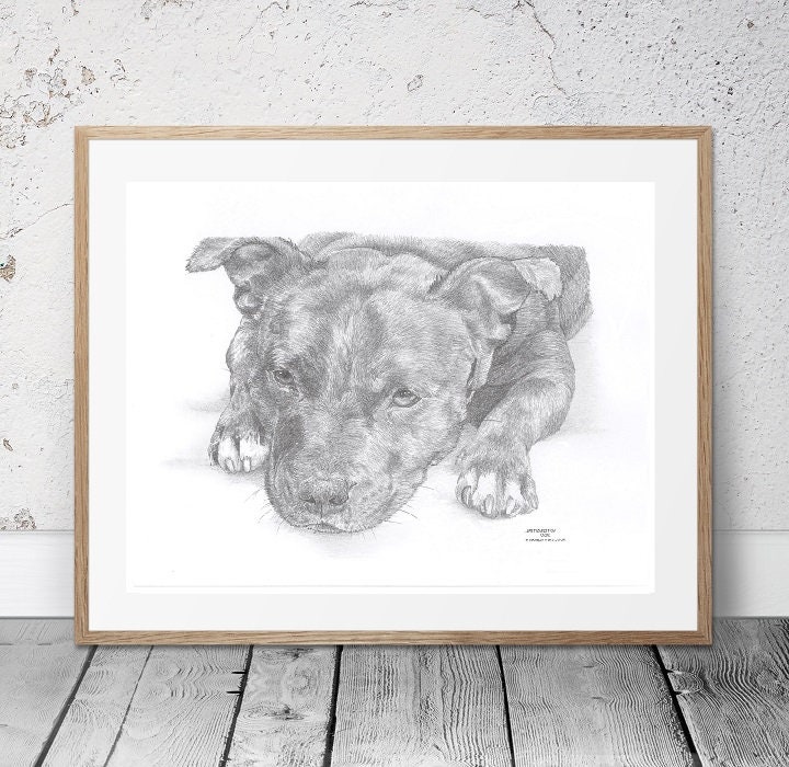 Staffordshire Bull Terrier, Staffie, Staffy Dog no.2 Art Drawing Prints ...