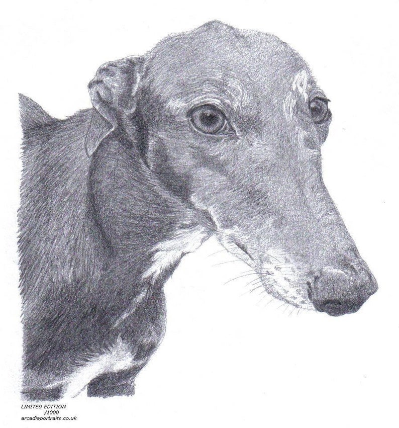 Greyhound Dog no.4 Art Drawing Prints A4/A3 Size - Etsy UK