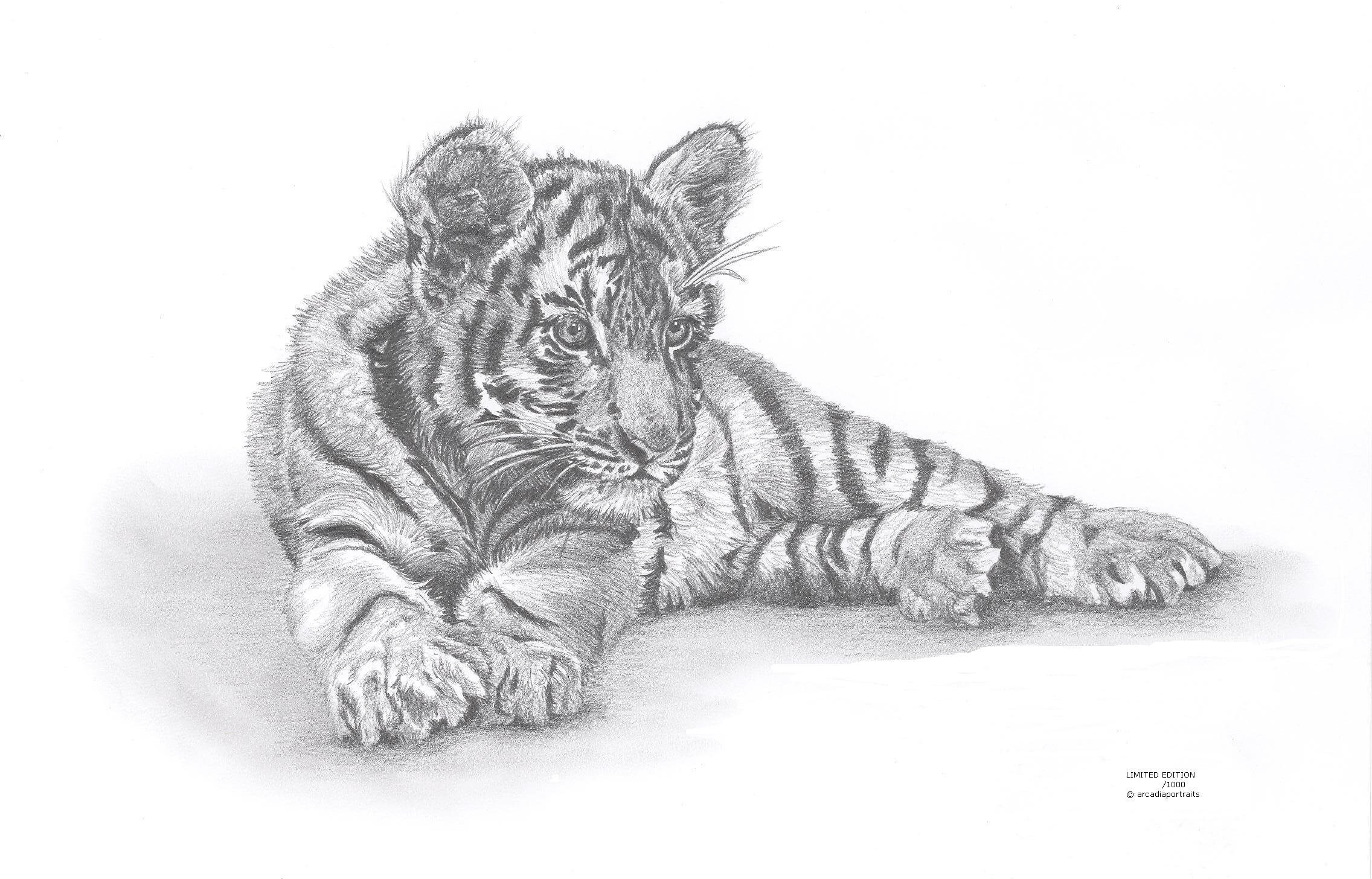 Tiger Cub Art Drawing Prints A4/A3 Size, Greetings/note Card card Can ...