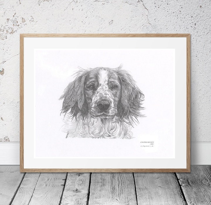 Springer Spaniel Dog no.4 Art Drawing Prints A4/A3 Size, Greetings/note ...