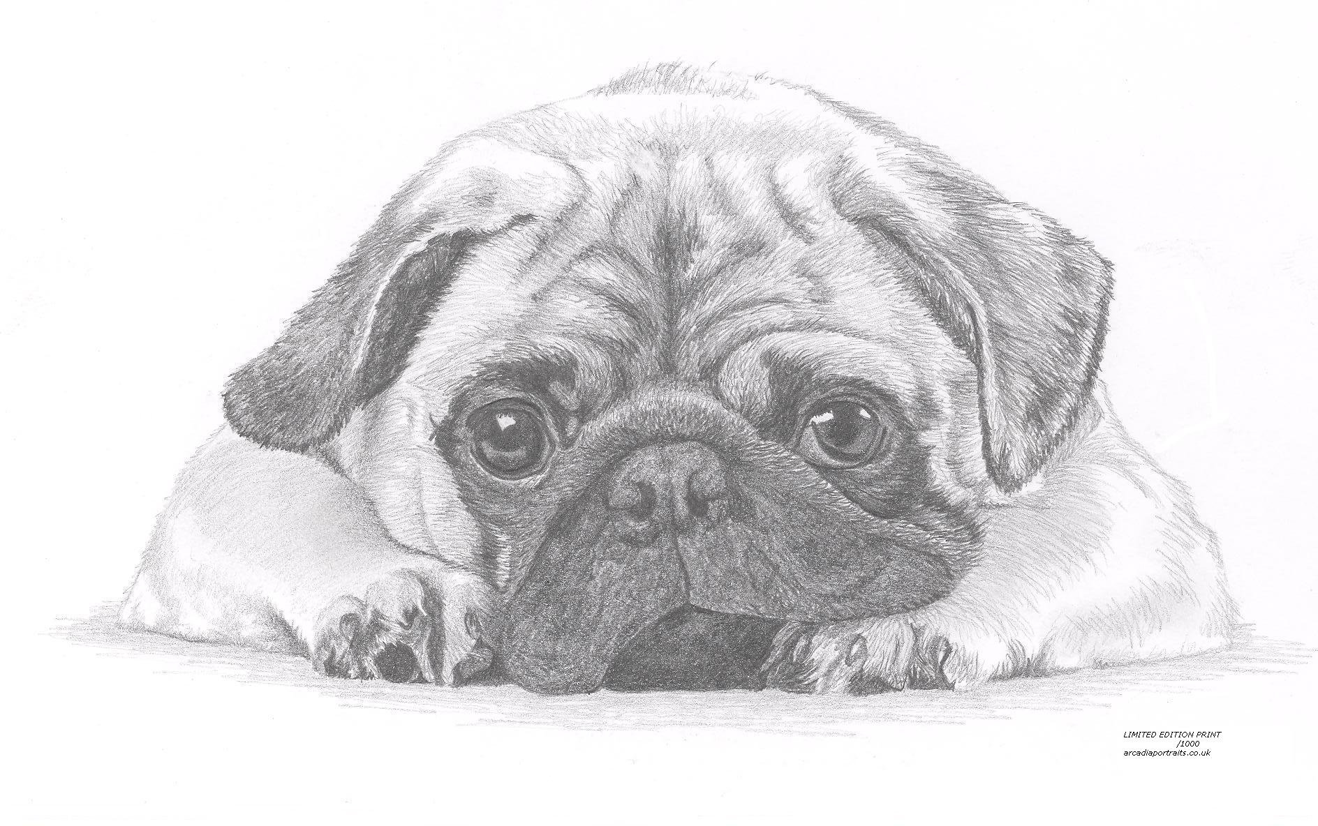 Pug Dog Art Drawing Prints A4/A3 Size Greetings/note Card - Etsy