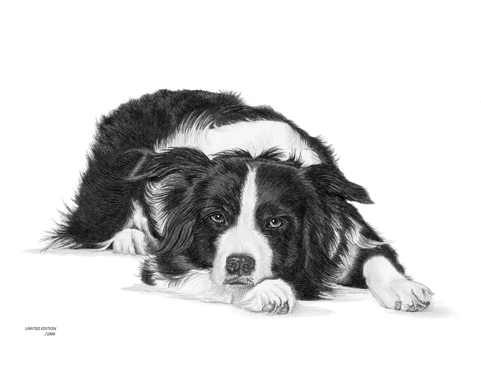 Border Collie Drawing