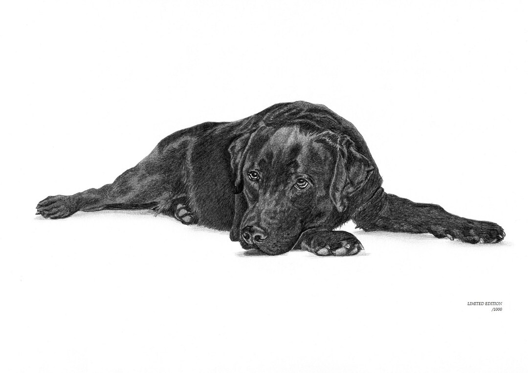 Black Labrador no.2 Art Drawing Prints A4/A3 Size, Greetings/note Card ...