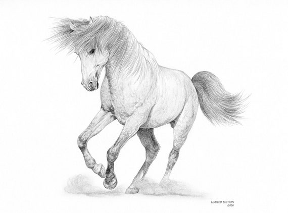White Stallion Horse Art Drawing Prints A4/A3 Size - Etsy UK