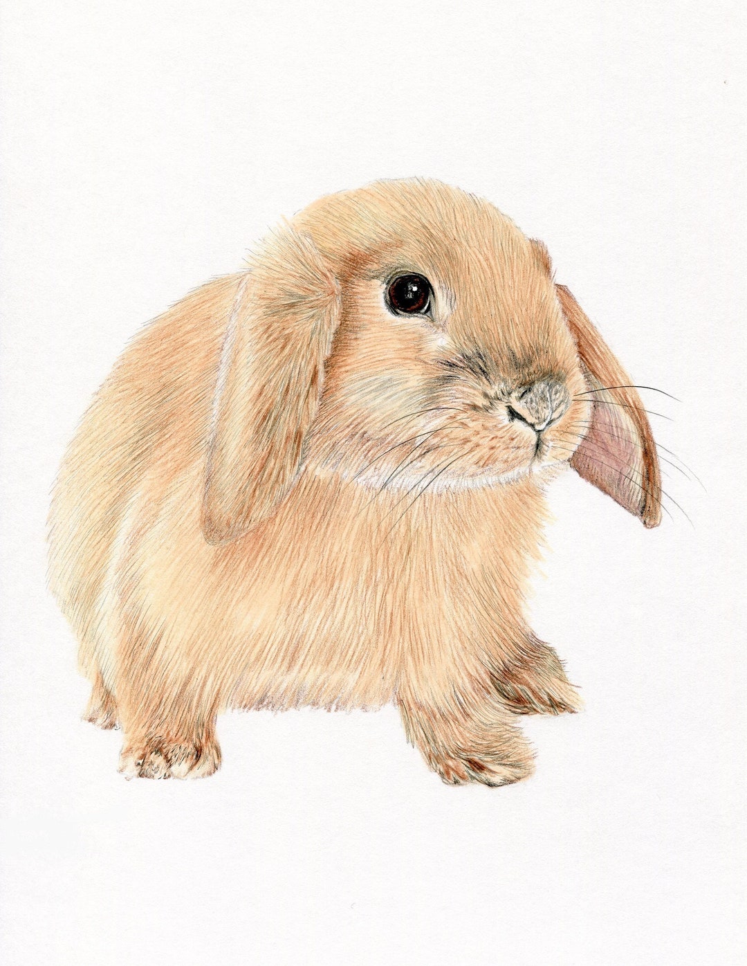 Lop Eared Rabbit Bunny Colour no.4 Art Drawing Prints A4/A3 - Etsy