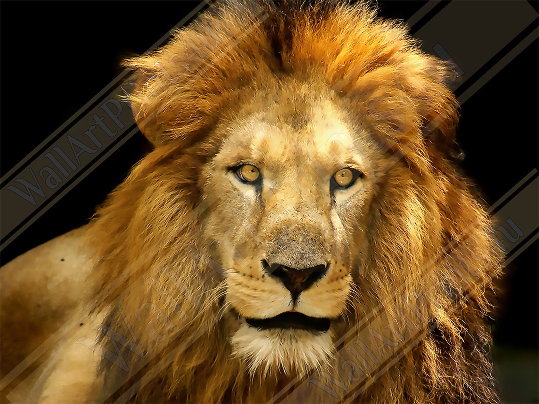 Majestic Lion Poster: Enhanced Wall Art Print - Etsy