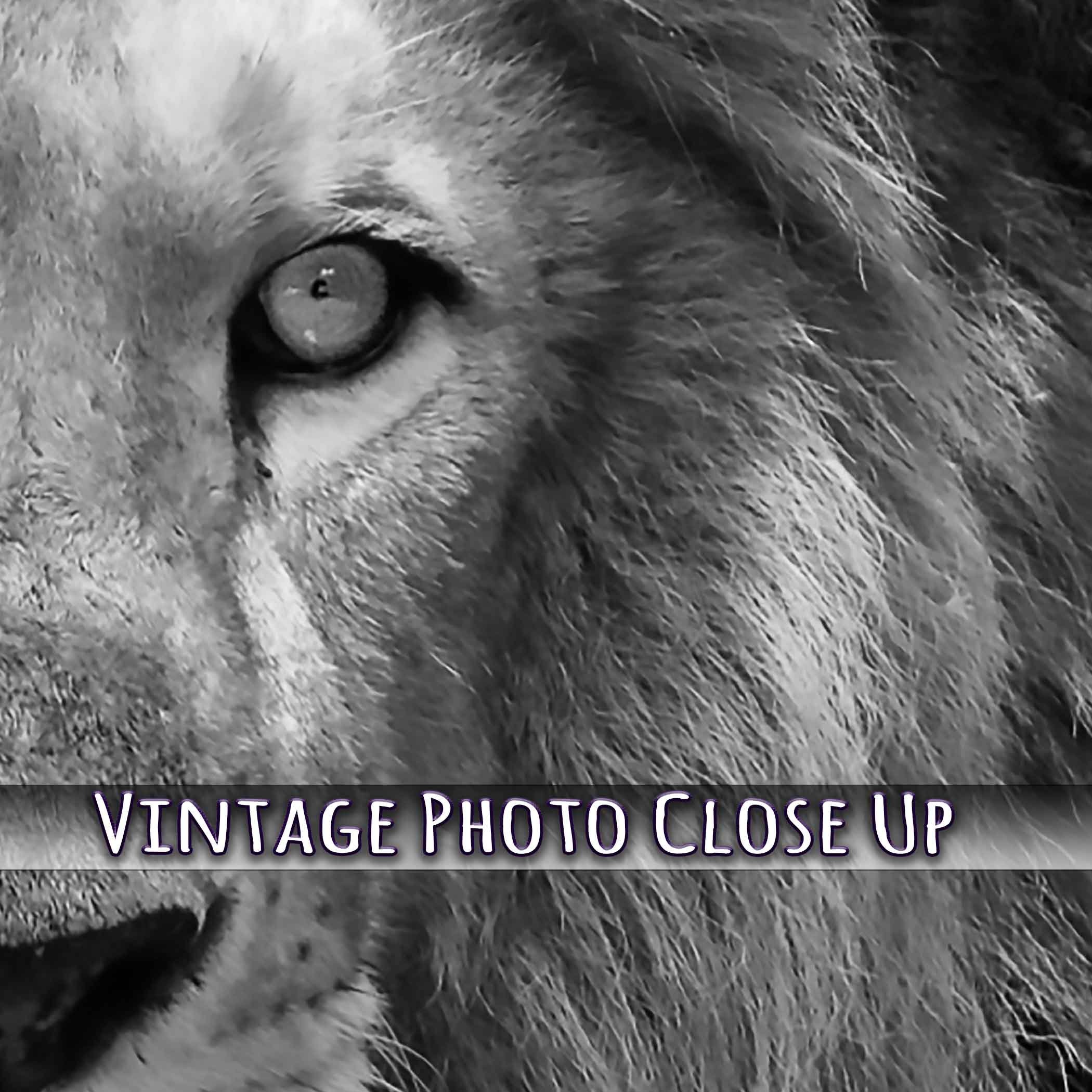 Lion Poster Black and White Giant Lion Poster, Epic Lion Wall Art ...