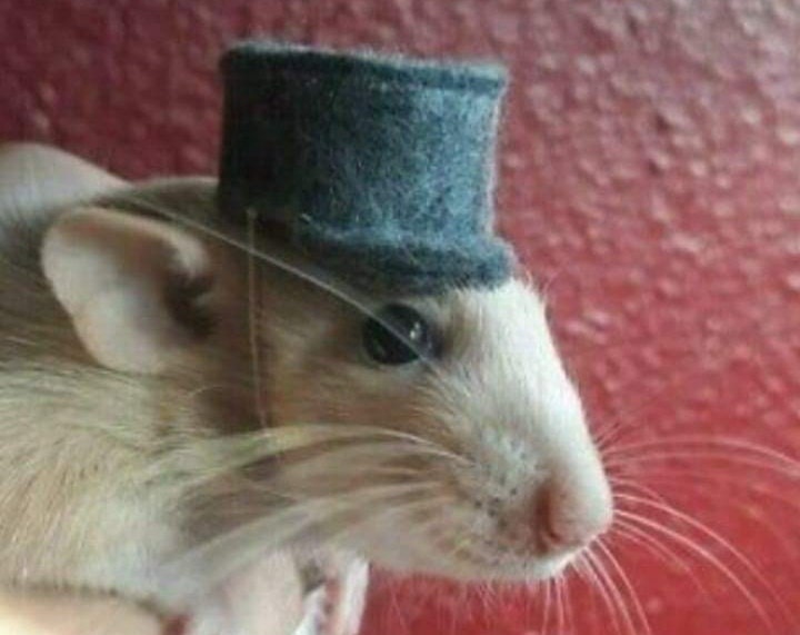 Grey Train Conductor 1900s Costume Party Hat for ALL Pets XXS to XL ...