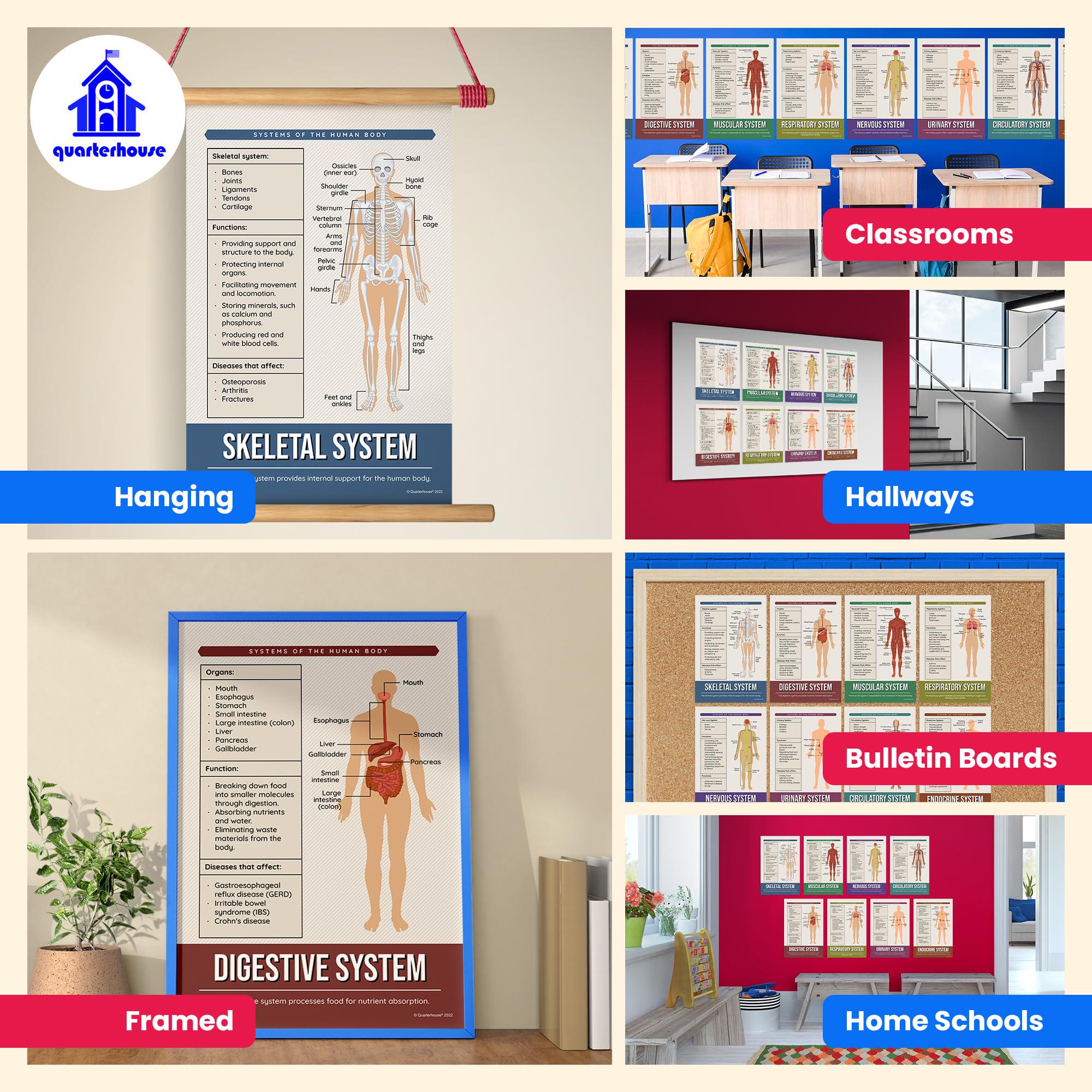 Quarterhouse Human Body Systems Poster Set, Science Classroom Learning ...