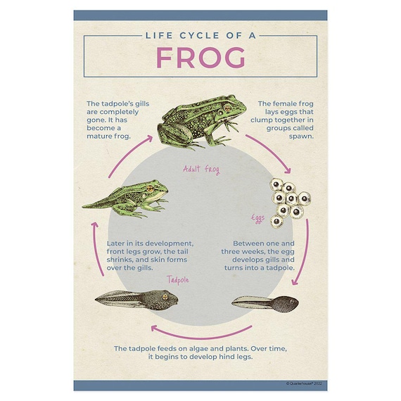 Cycle De Vie D'une Grenouille