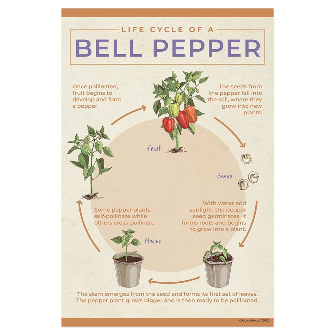Quarterhouse Life Cycle of a Bell Pepper Poster, Science Classroom ...