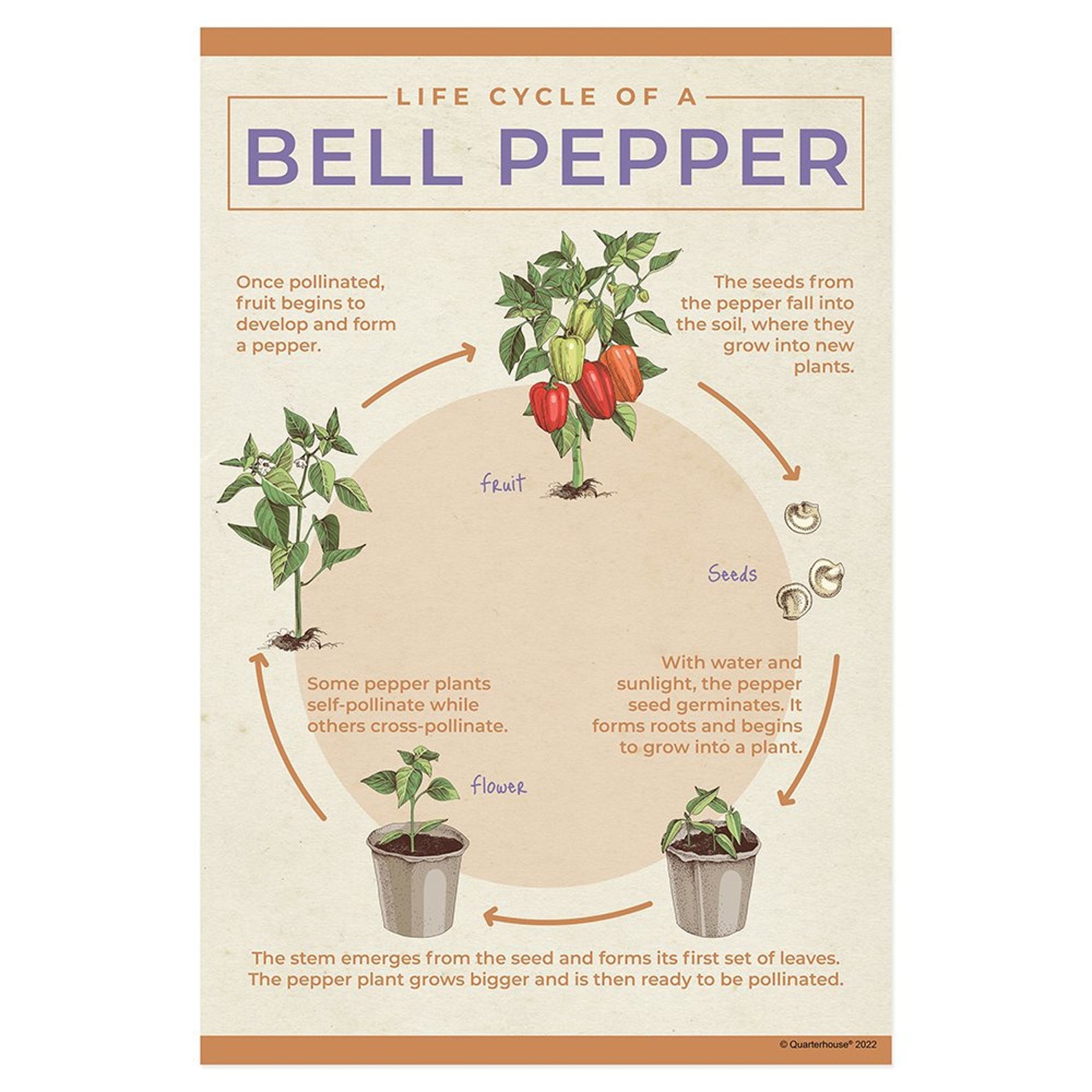 Quarterhouse Life Cycle of a Bell Pepper Poster, Science Classroom ...