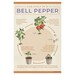 Quarterhouse Life Cycle of a Bell Pepper Poster, Science Classroom ...