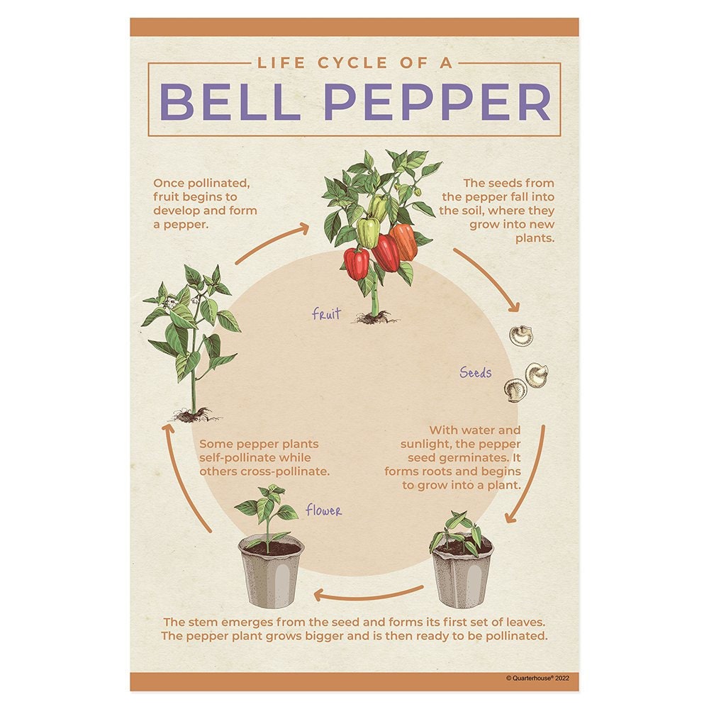 Quarterhouse Life Cycle of a Bell Pepper Poster, Science Classroom ...