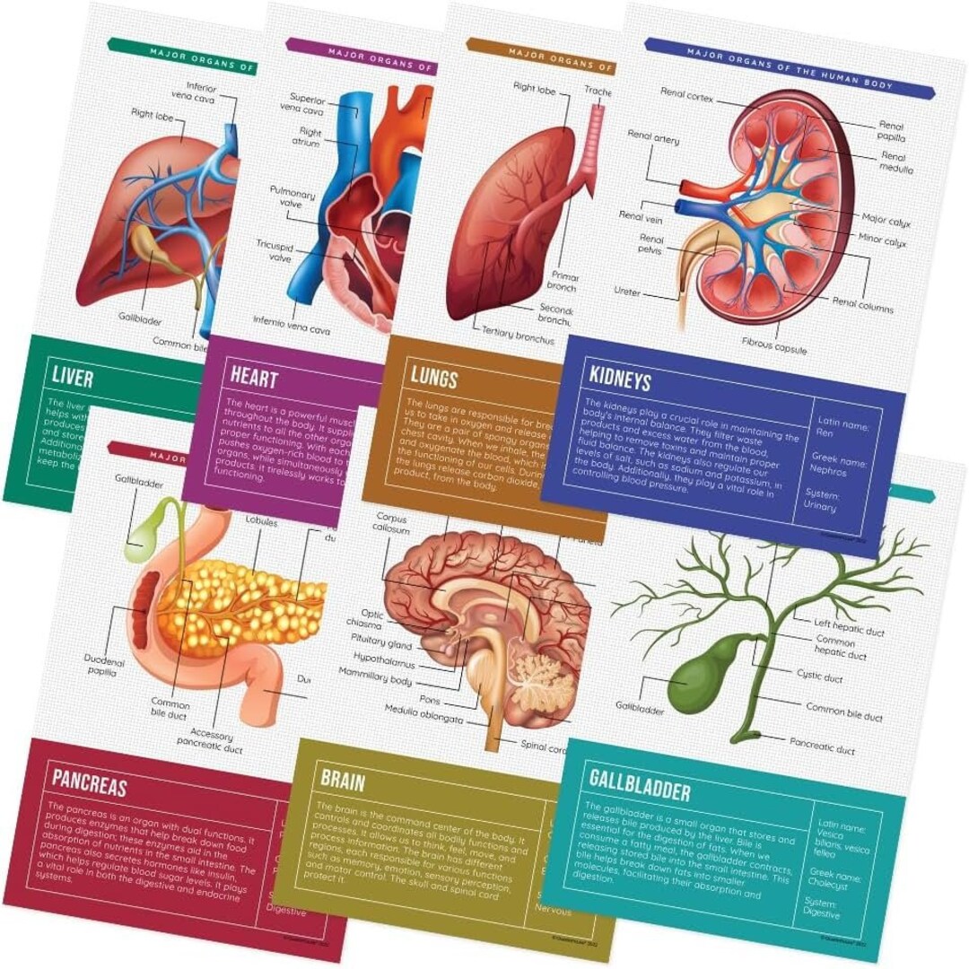 Quarterhouse Human Body Organs and Functions Poster Set, Science ...