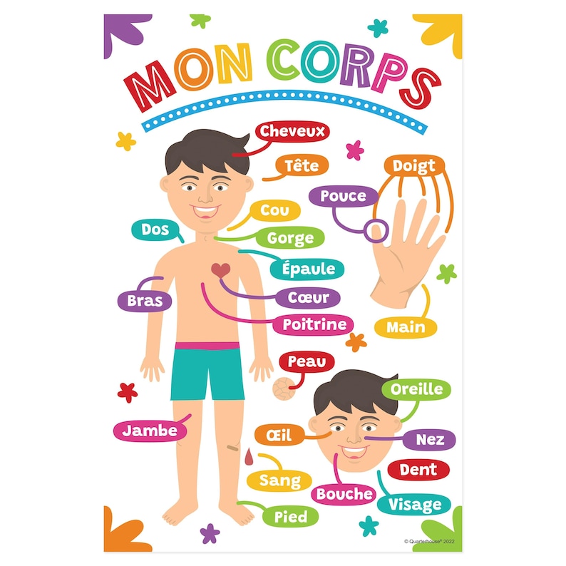 Quarterhouse Beginner French - Anatomy Poster, French and ESL Classroom ...