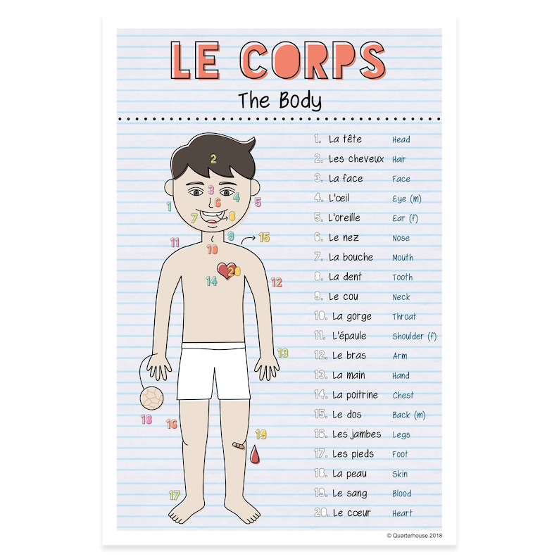 Quarterhouse French Vocabulary - the Body Poster, French and ESL ...