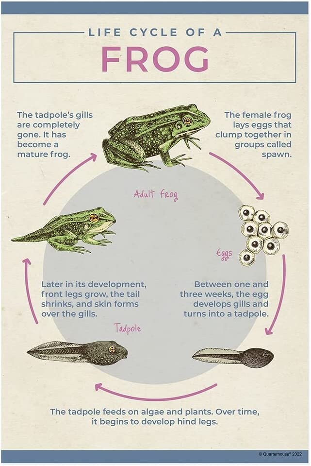 Quarterhouse Life Cycle Poster Set, Science Classroom Learning ...