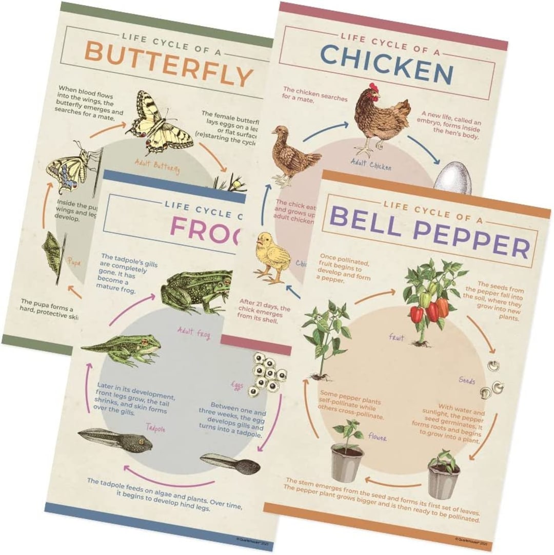 Quarterhouse Life Cycle Poster Set, Science Classroom Learning ...