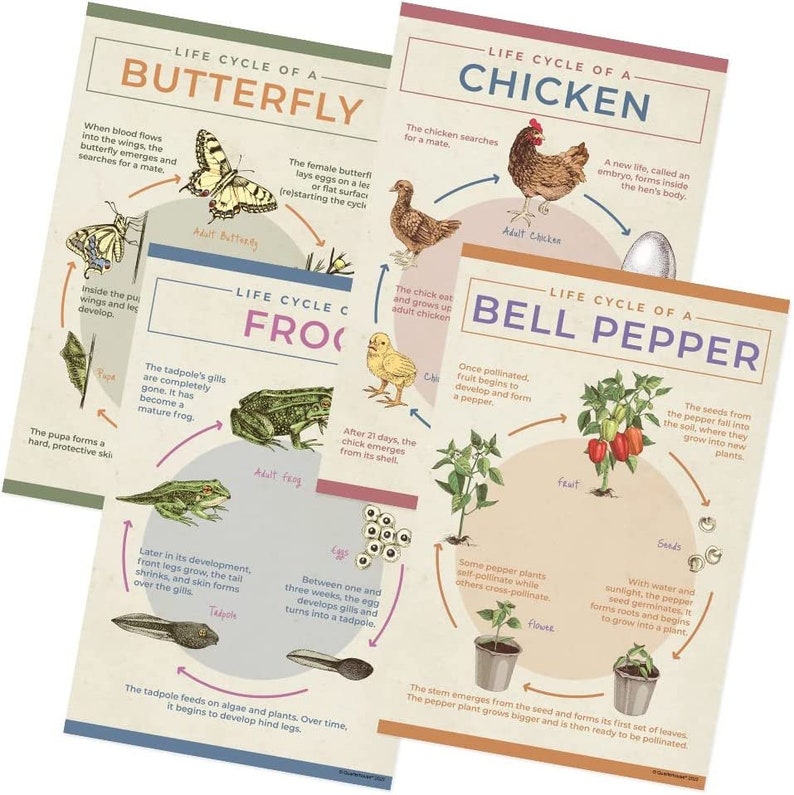 Quarterhouse Life Cycle Poster Set, Science Classroom Learning ...