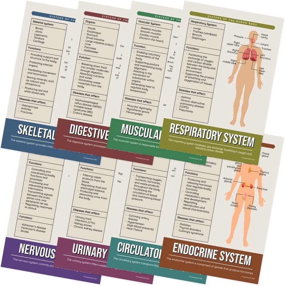 Quarterhouse Human Body Systems Poster Set, Science Classroom Learning ...