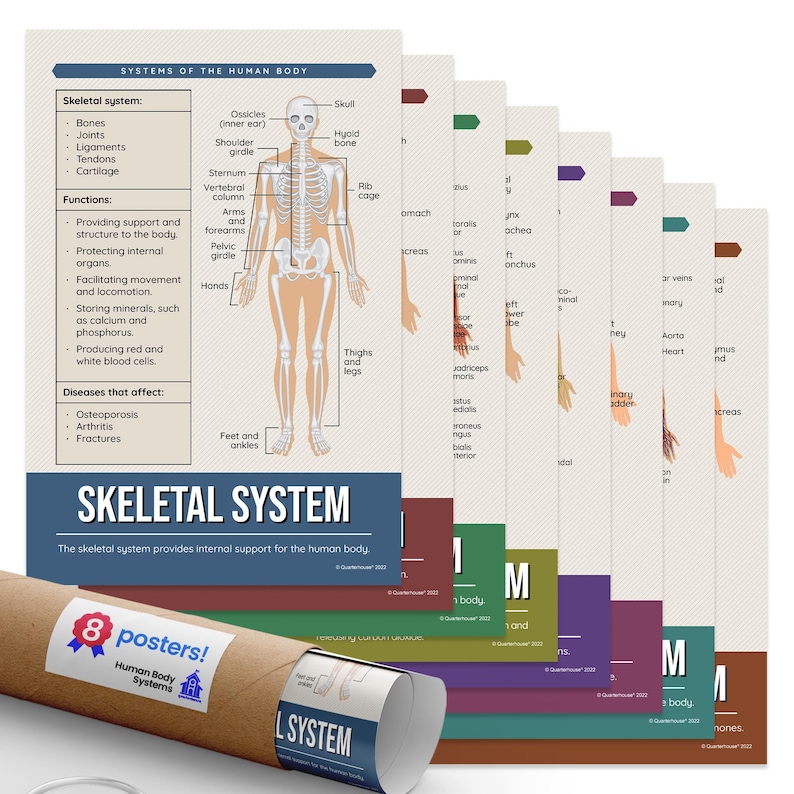 Quarterhouse Human Body Systems Poster Set, Science Classroom Learning ...