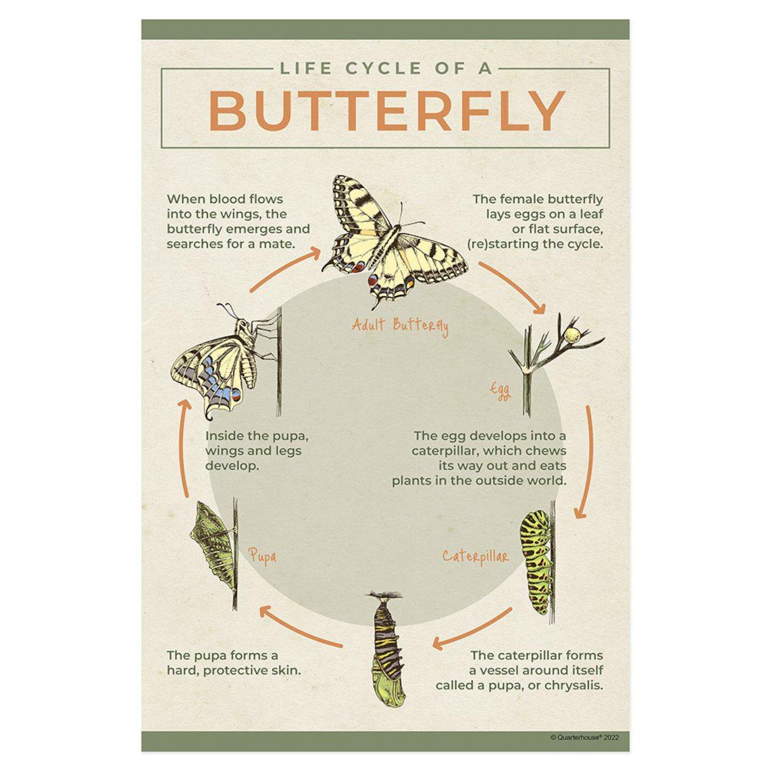 Quarterhouse Life Cycle of a Butterfly Poster, Science Classroom ...