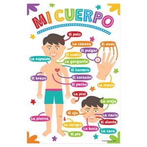 Quarterhouse Beginner Spanish - the Body Poster, Spanish and ESL ...