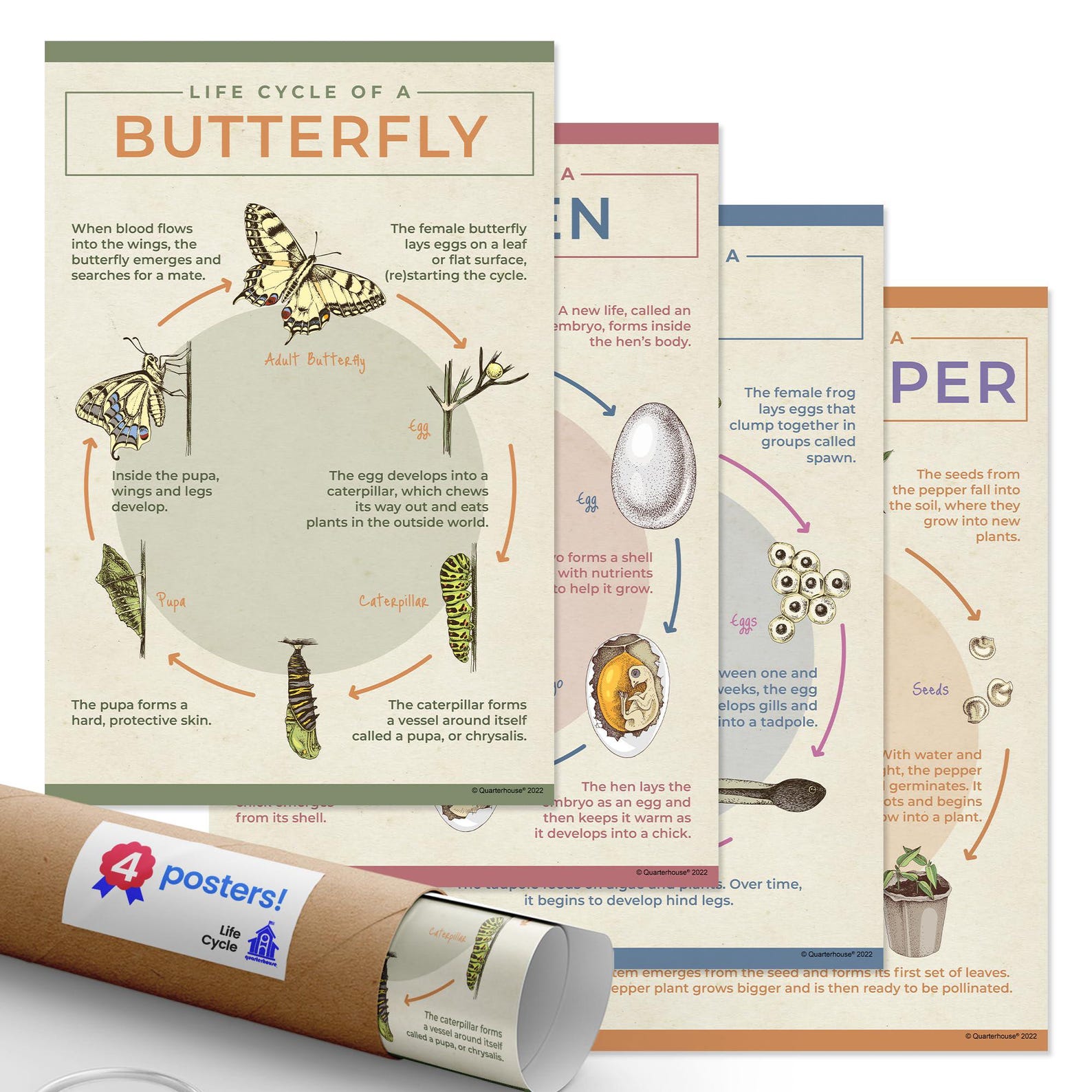 Quarterhouse Life Cycle Poster Set, Science Classroom Learning ...
