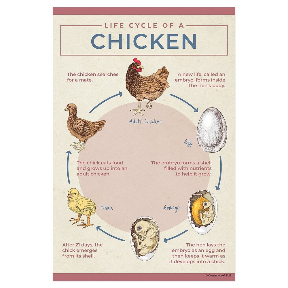 Quarterhouse Life Cycle of a Chicken Poster, Science Classroom ...