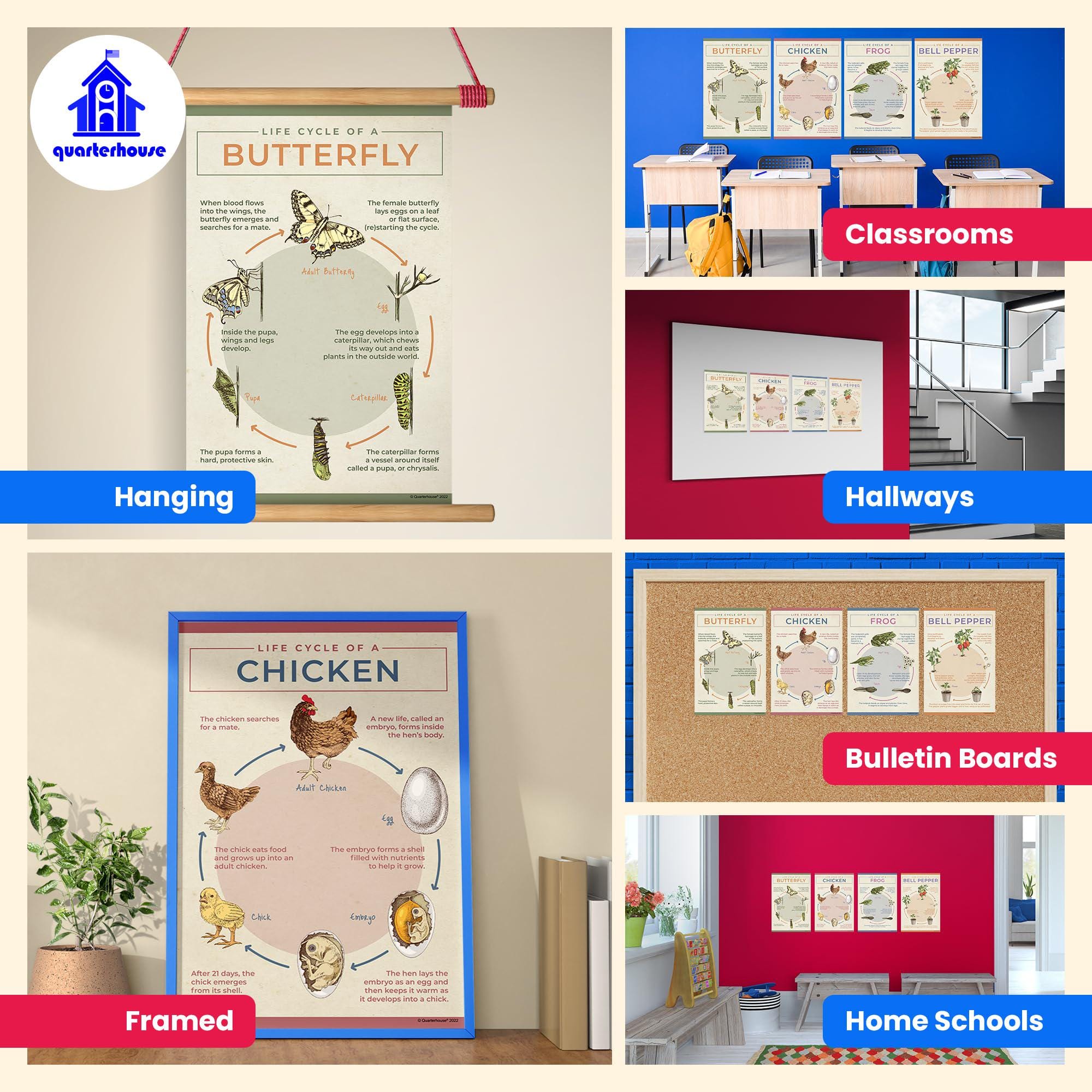Quarterhouse Life Cycle Poster Set, Science Classroom Learning ...