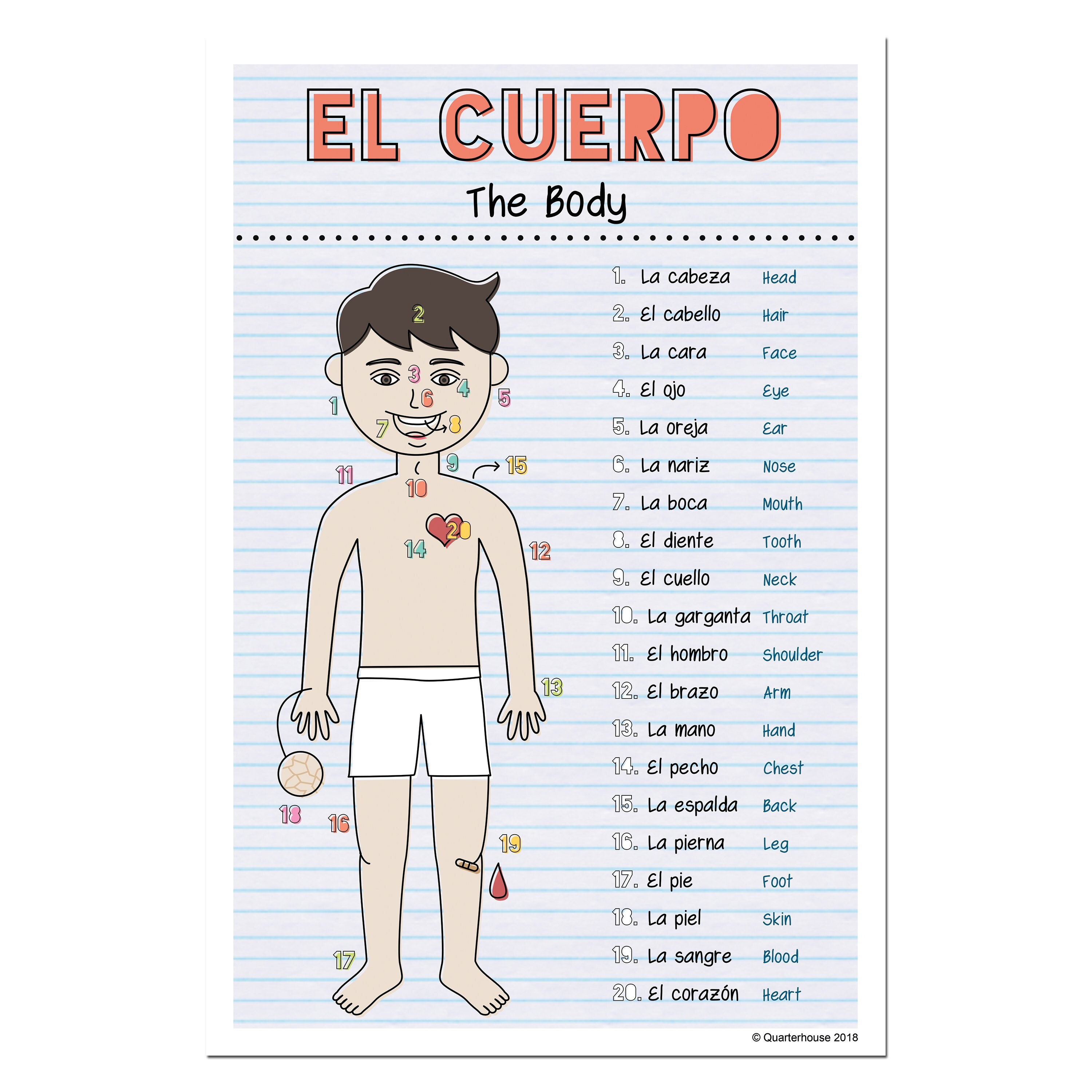 Quarterhouse Spanish Vocabulary the Body Poster, Spanish and ESL ...