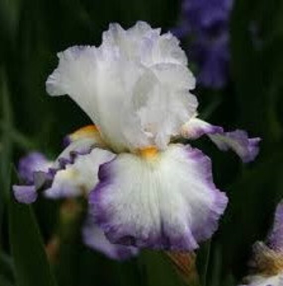 Bearded Iris Starting Fresh - Etsy