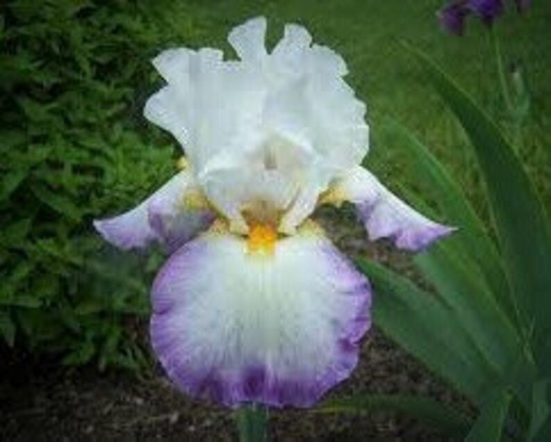 Bearded Iris Starting Fresh - Etsy