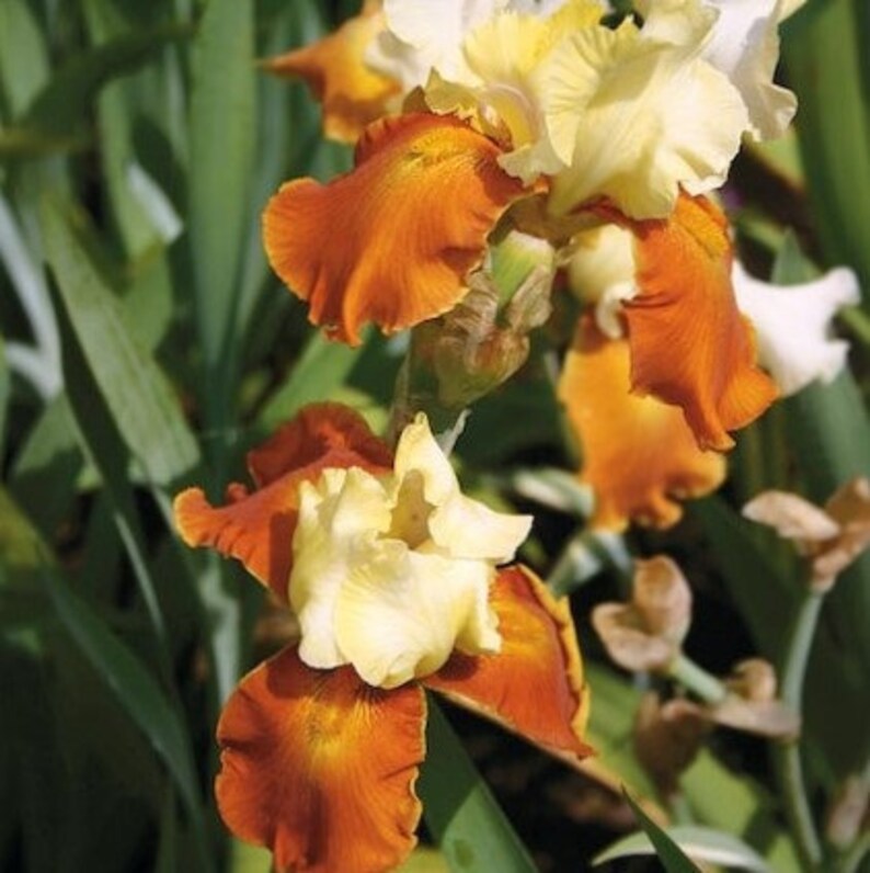 Bearded Iris Fall Fiesta - Etsy