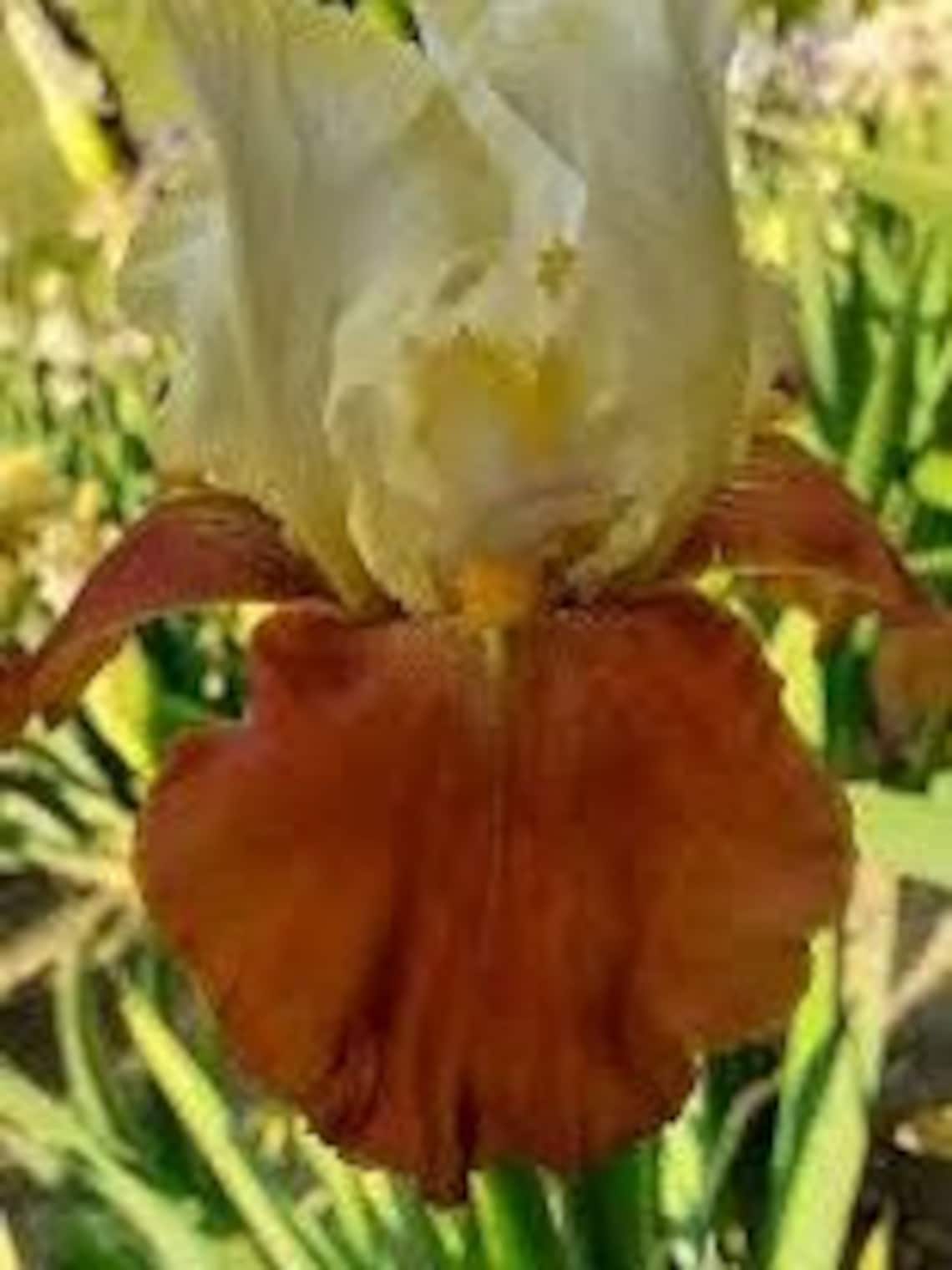 Bearded Iris Fall Fiesta - Etsy