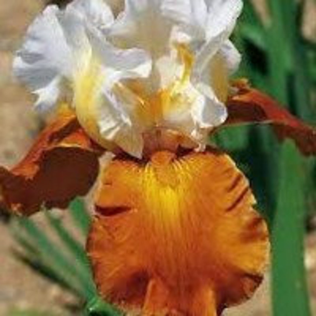 Bearded Iris Fall Fiesta - Etsy
