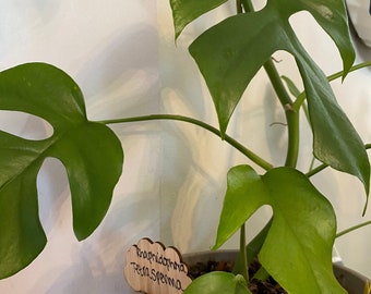 Mini Monstera rhaphidophora Tetrasperma - Etsy