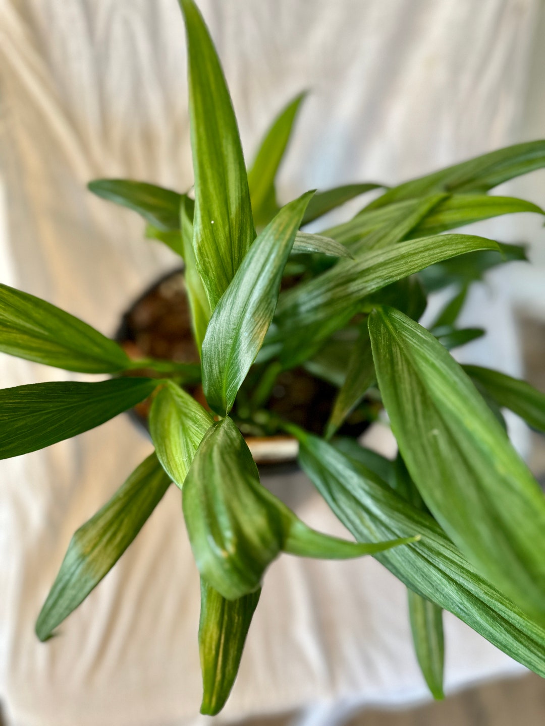Silver Stripe Pothos - Etsy