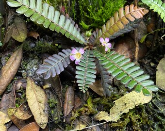Biophytum Sp. Ecuador - Etsy