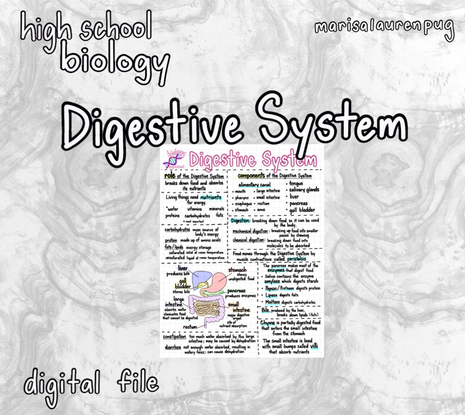 High School Biology Digestive System Study Notes 1 Page cheat Sheet ...