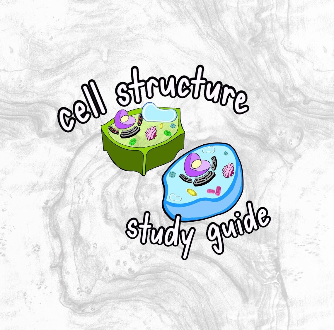 High School/middle School Biology CELL STRUCTURE Study Notes 2 Pages ...