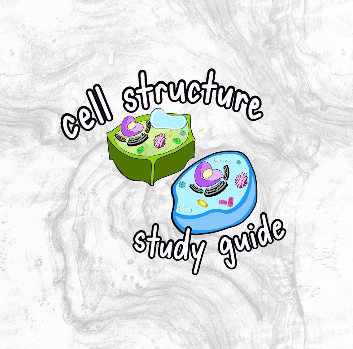 High School/middle School Biology CELL STRUCTURE Study Notes | 2 Pages ...