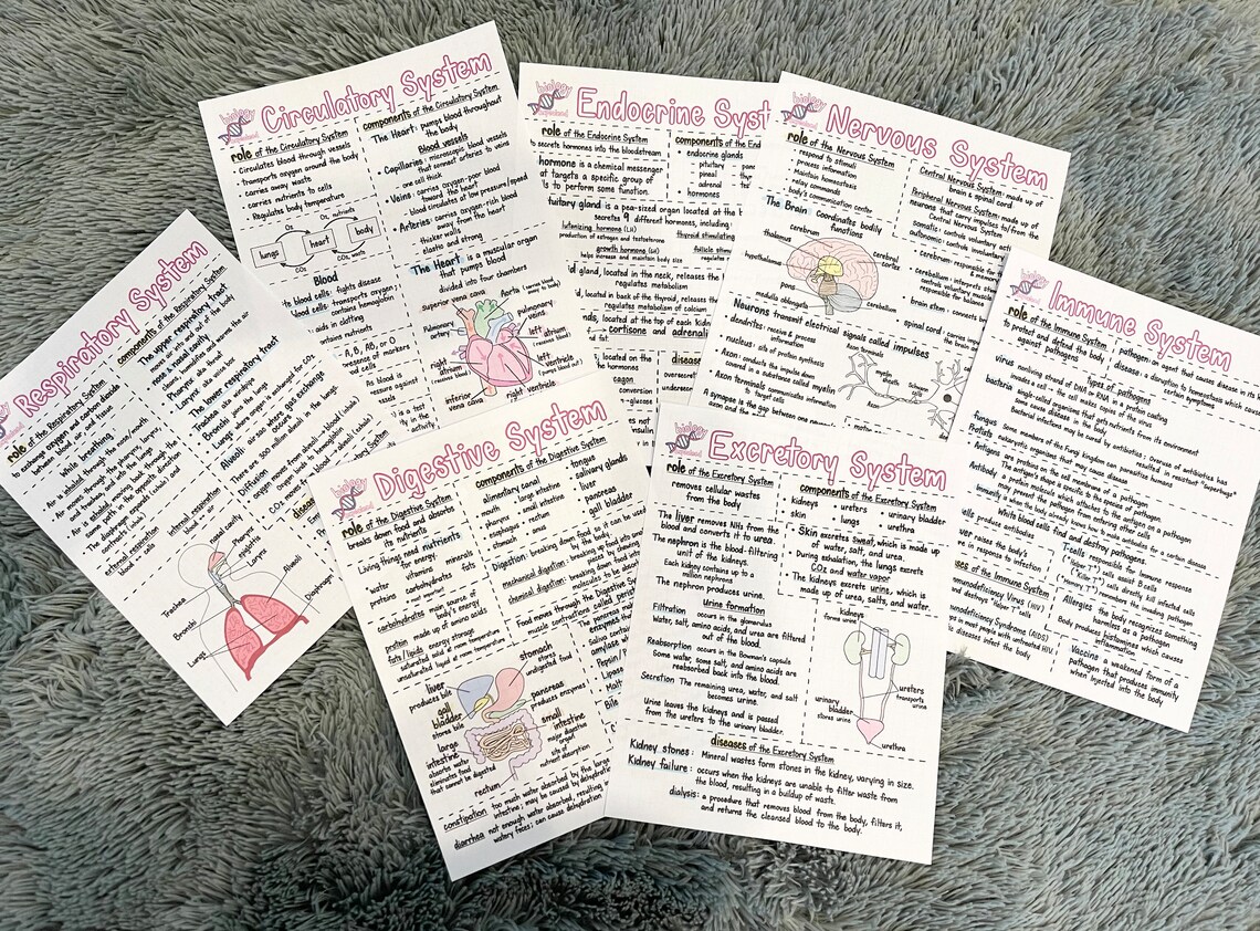 High School Biology Body Systems Study Notes, Bio Outline, 7 Pages of ...