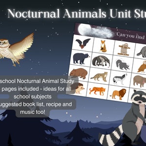 Nocturnal Animal Unit Study Preschool Forest Animals Homeschool ...