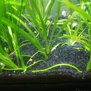 Black Aquarium Substrate - Medium Sand - 10lbs 25lbs 35lbs 45lbs - Etsy