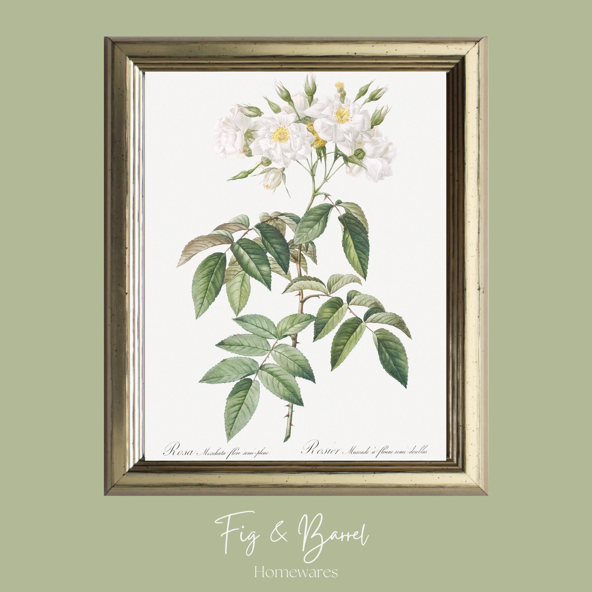 Vintage Cream Floral Painting / Musk Rose / Neutral Botanical Print ...