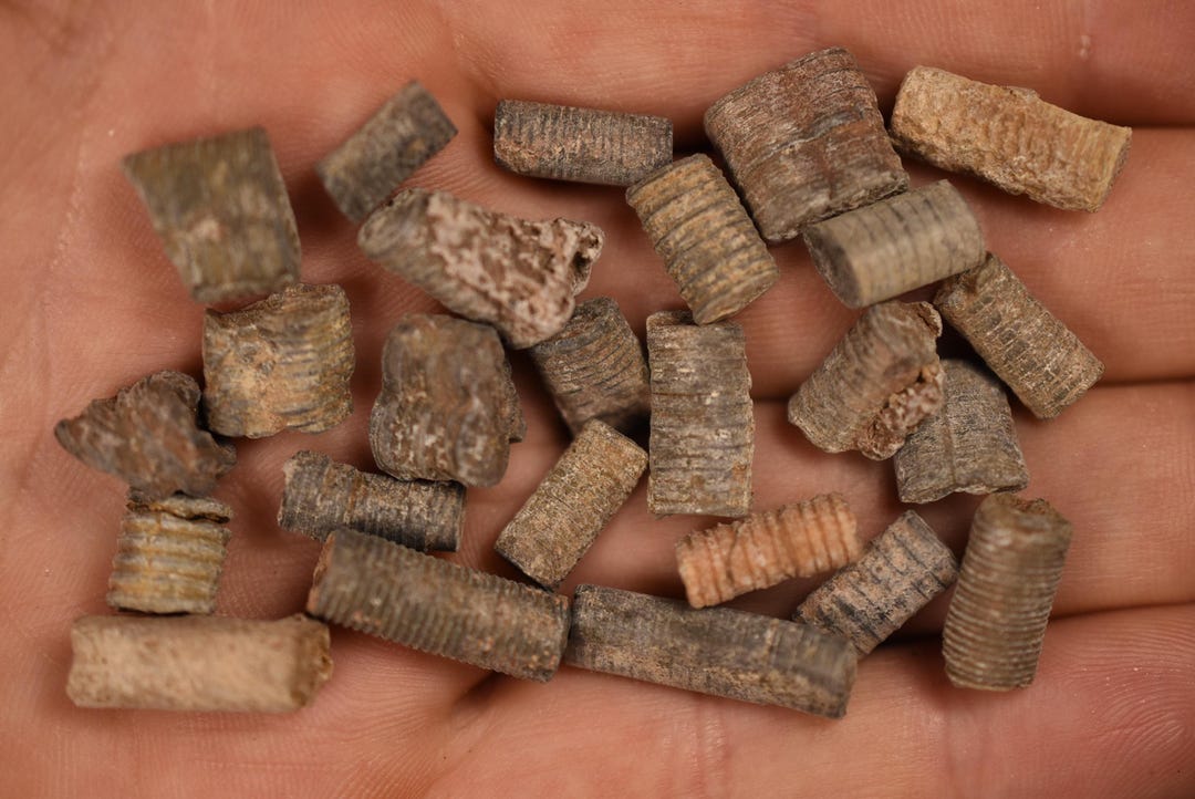 25 CRINOID Fossils 1-2cm 21.6g Genuine Specimens Natural Crinoids - Etsy